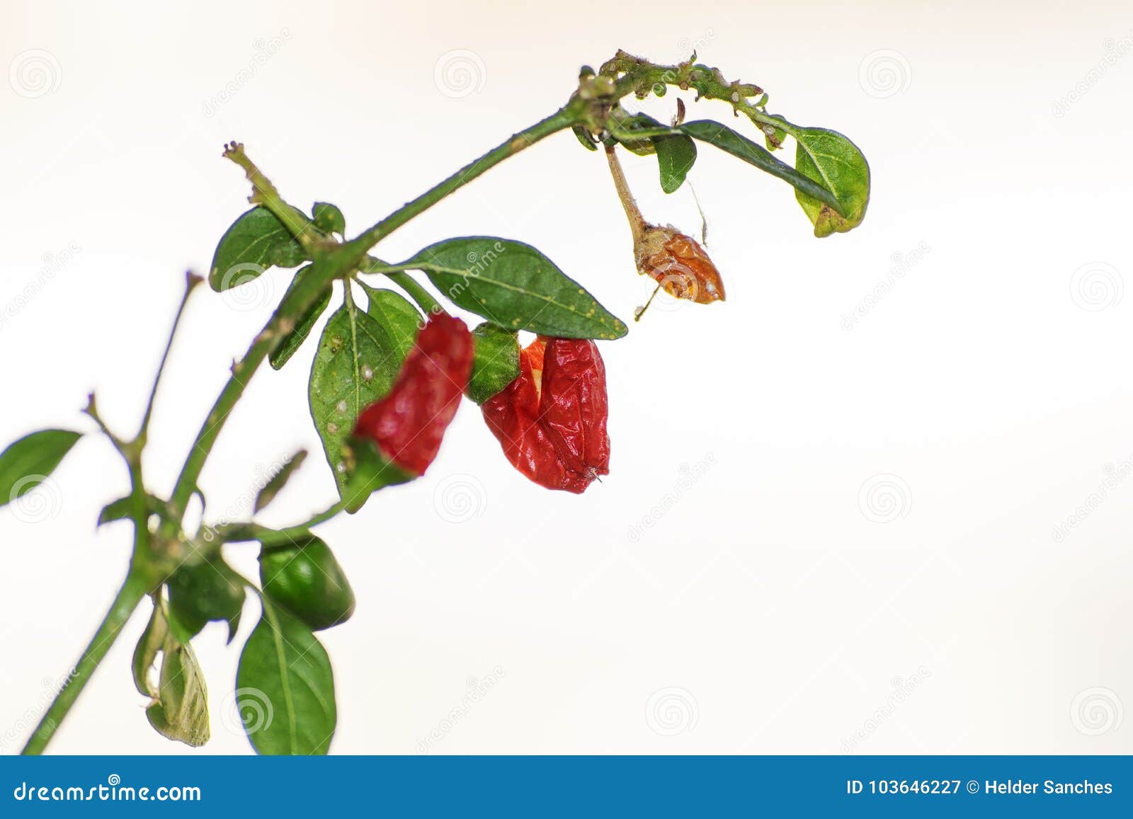Small red pepper plant stock image. Image of growth - 103646227