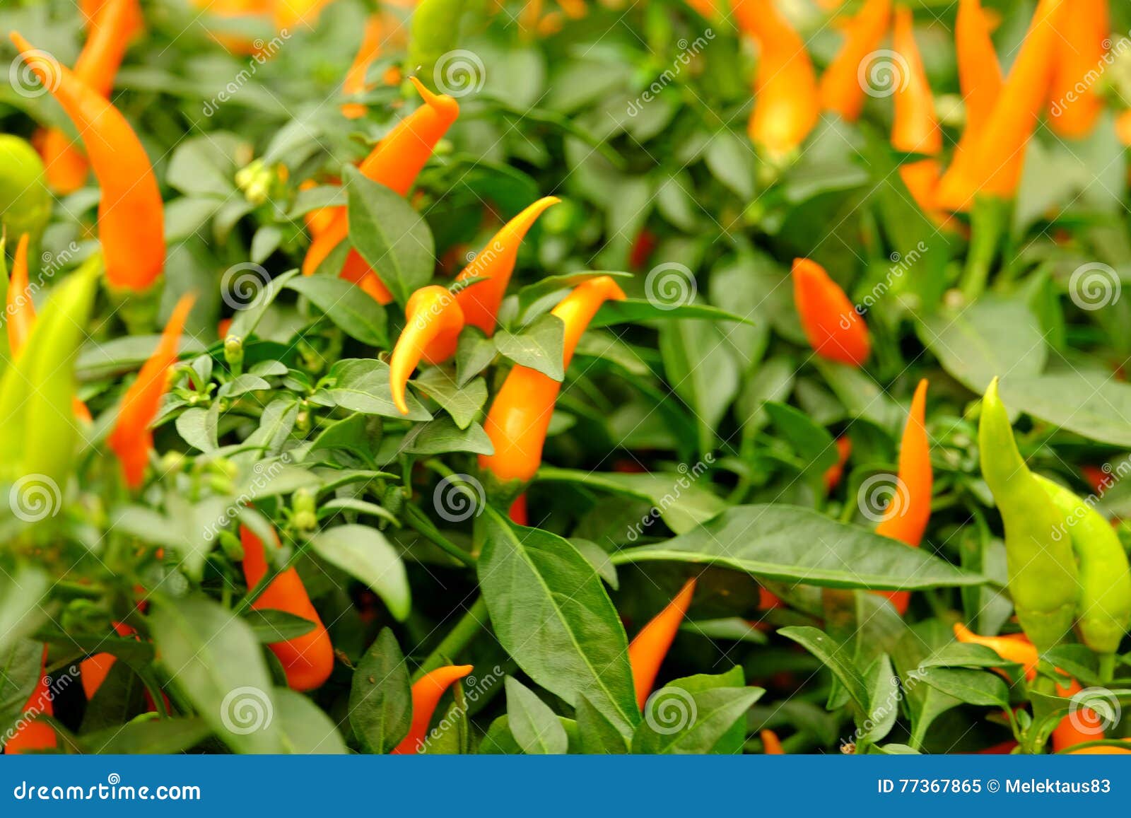 Small red peppers stock image. Image of bunch, chilli - 77367865
