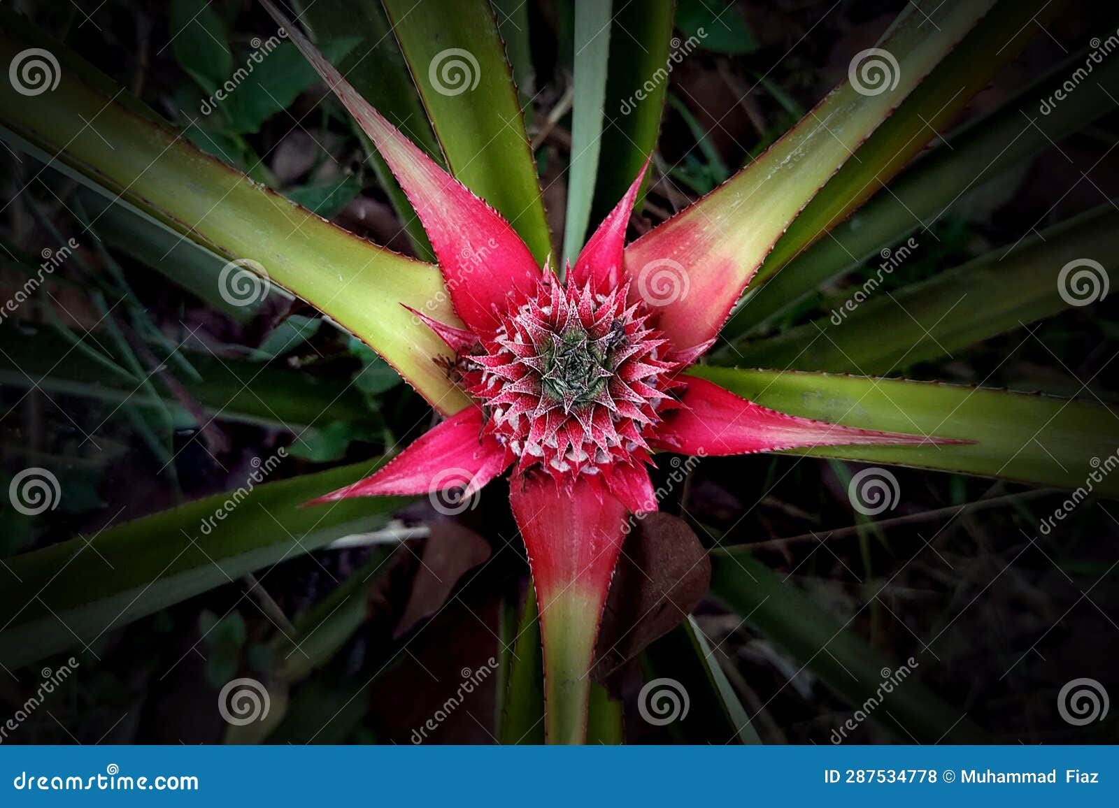 Small Red Pineapple Fruit from Top View Stock Photo - Image of ...
