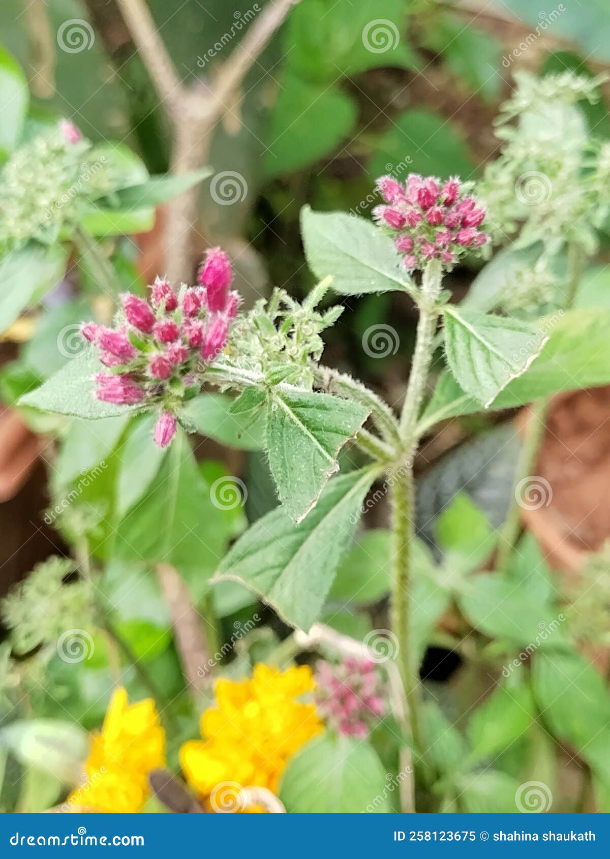 Small red flowers stock image. Image of green, small - 258123675