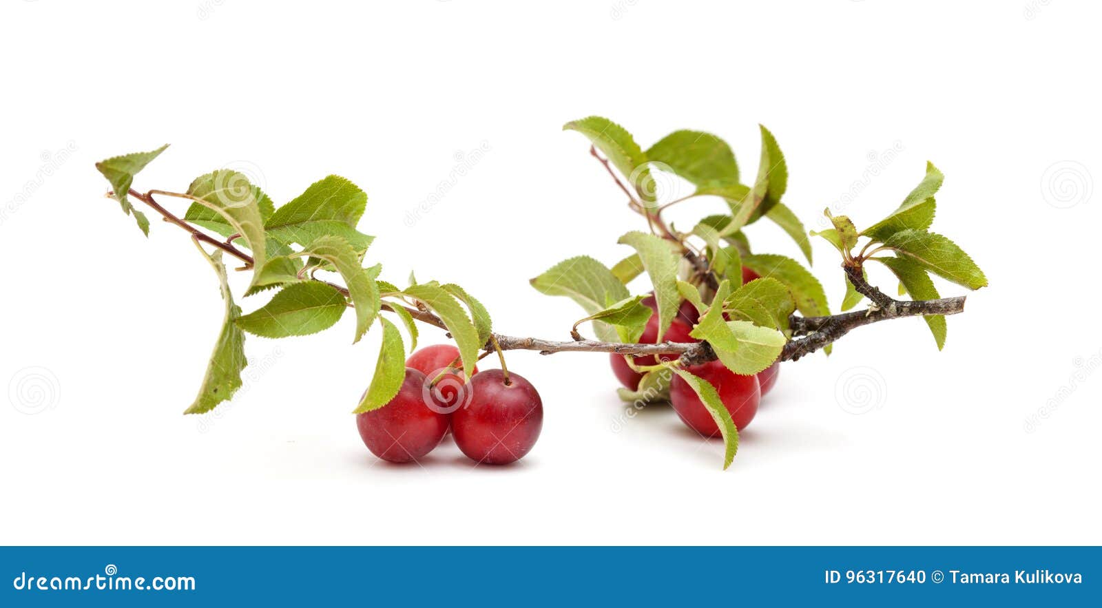Small Red Plums on Branches Stock Photo - Image of isolated, prunus ...