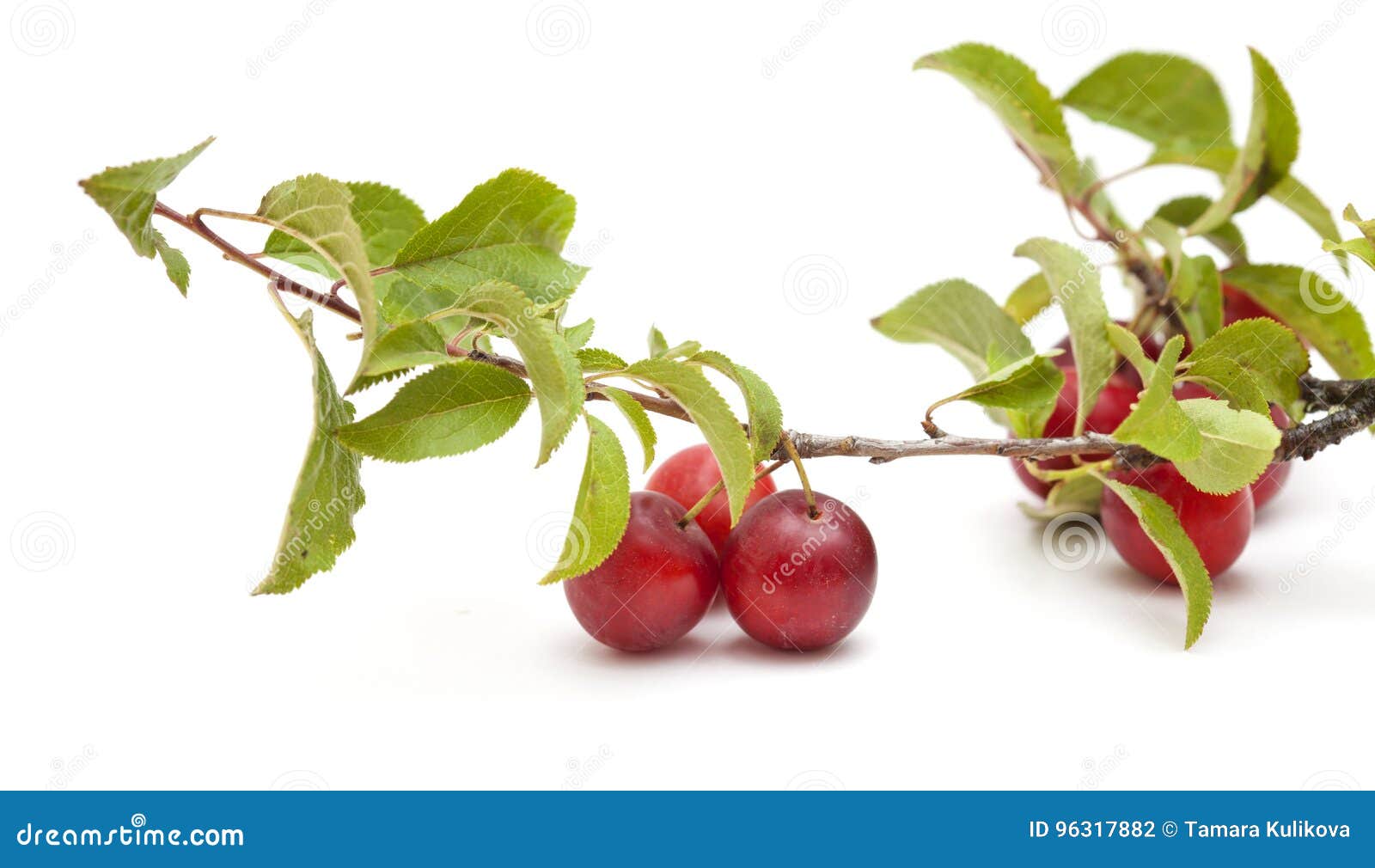 Small Red Plums on Branches Stock Photo - Image of isolated, ripe: 96317882
