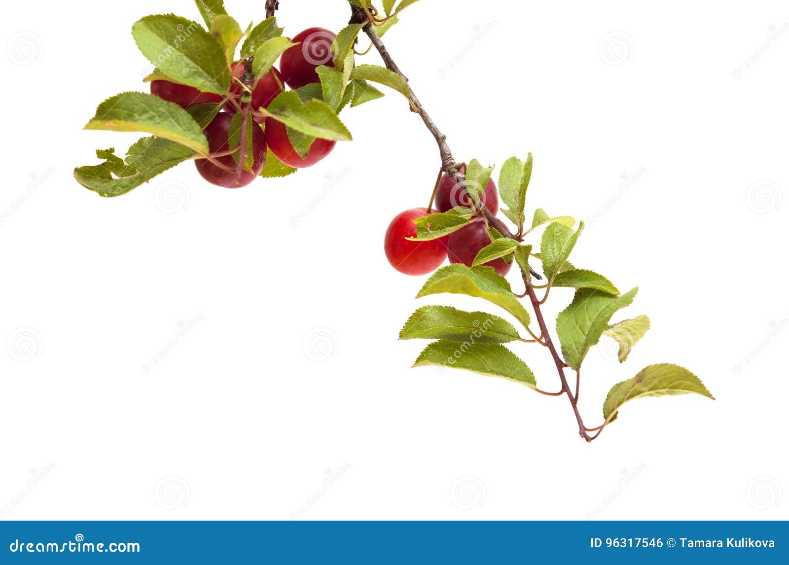 Small Red Plums on Branches Stock Photo - Image of leaves, green: 96317546