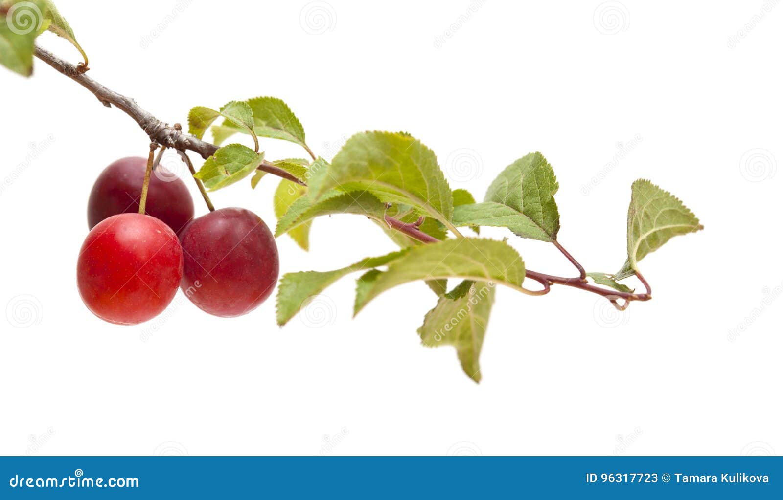 Small Red Plums on Branches Stock Image - Image of food, nutritious ...