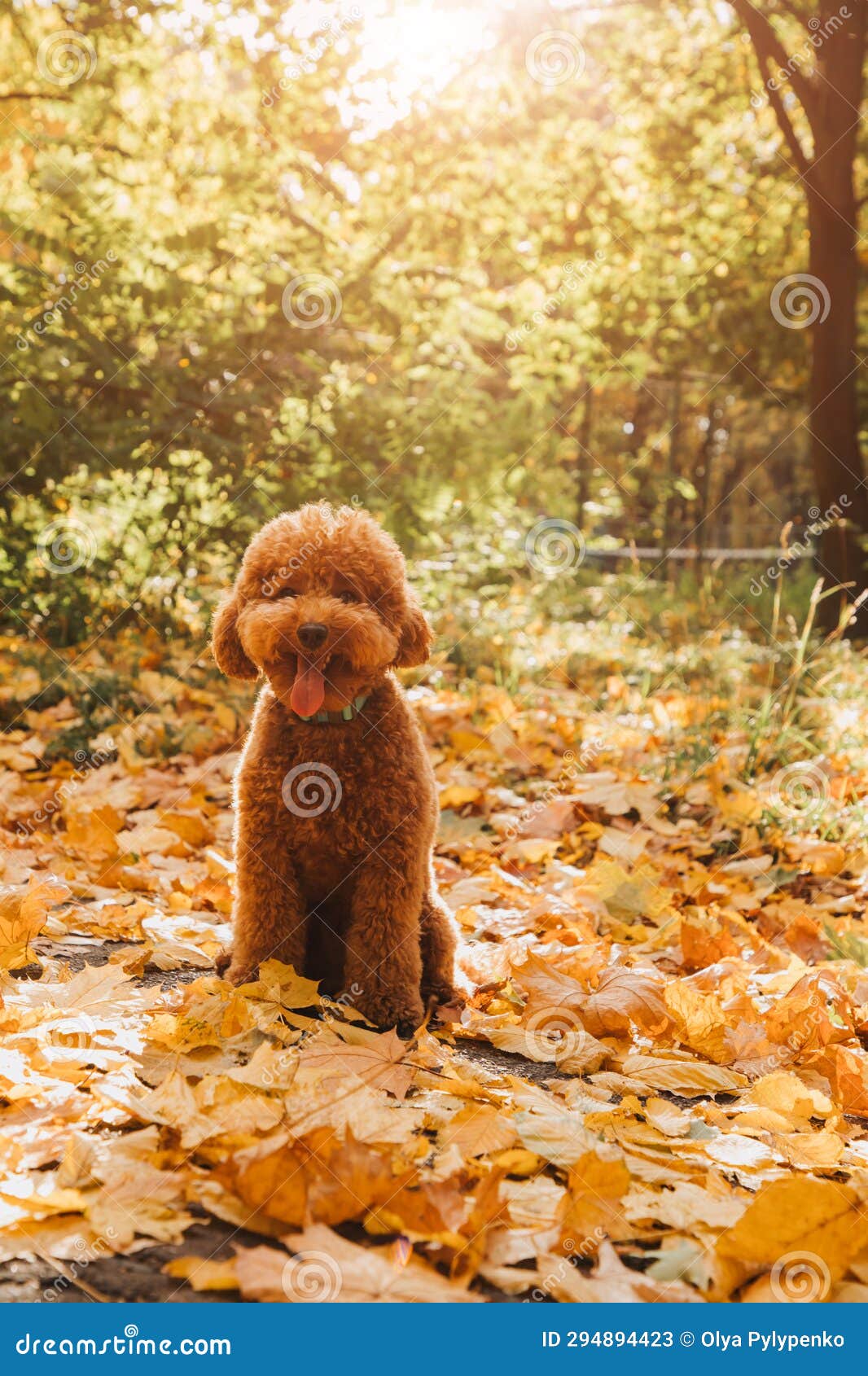 A Small Red Poodle in Yellow Sits on the Leaves in an Autumn Park ...