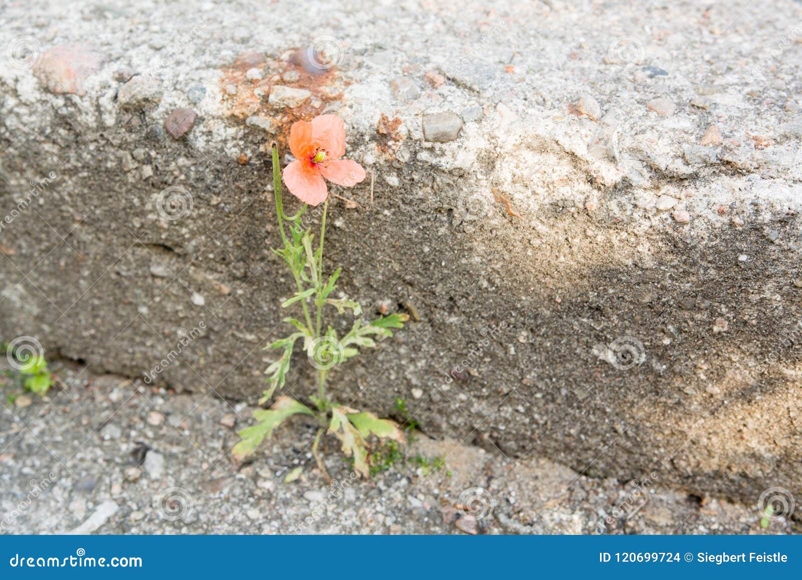 Small Red Poppy Flower between Concrete Stairs Stock Photo - Image of ...