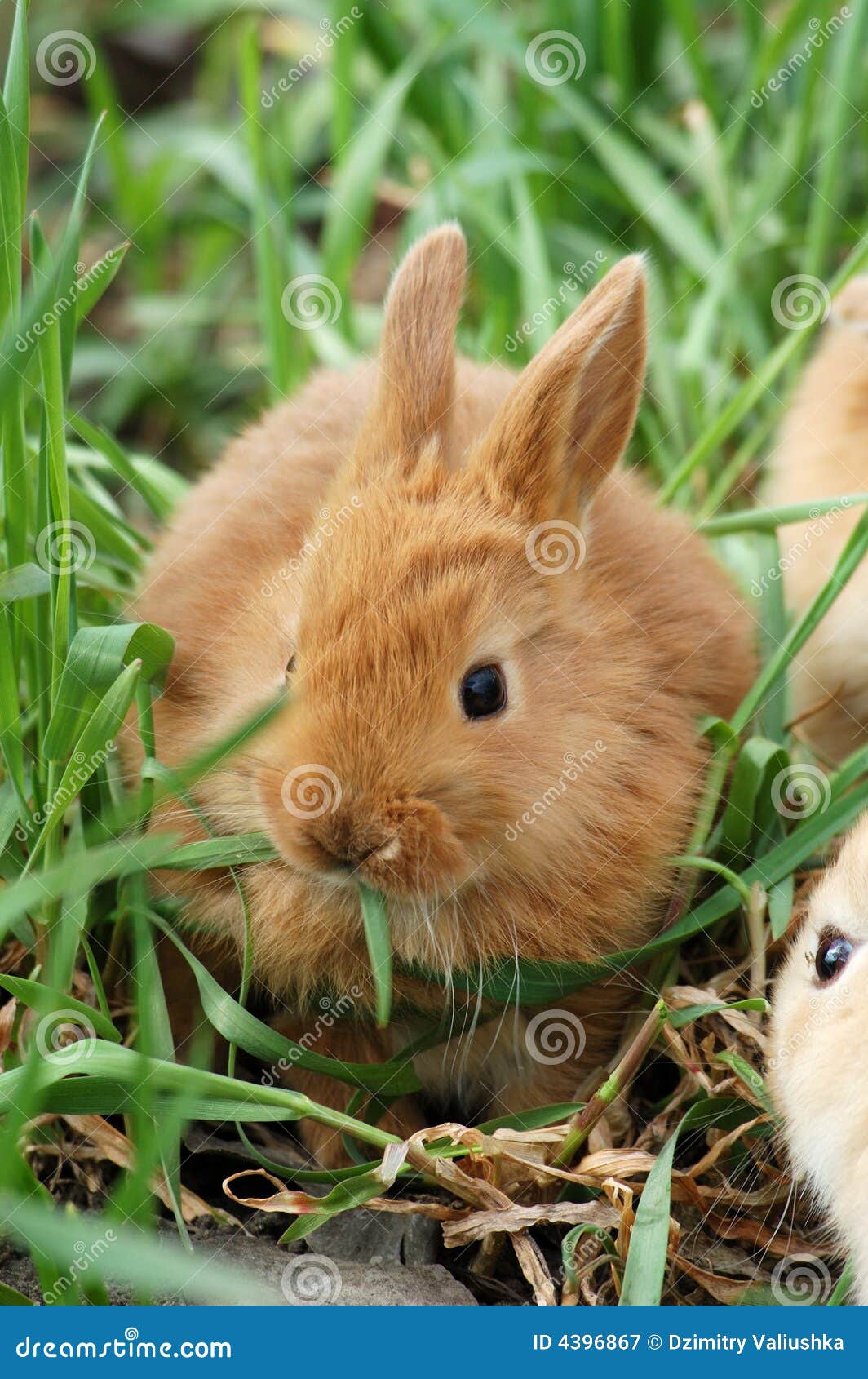 Small Red Rabbit Sit at the Grass and Has Breakfas Stock Image - Image ...