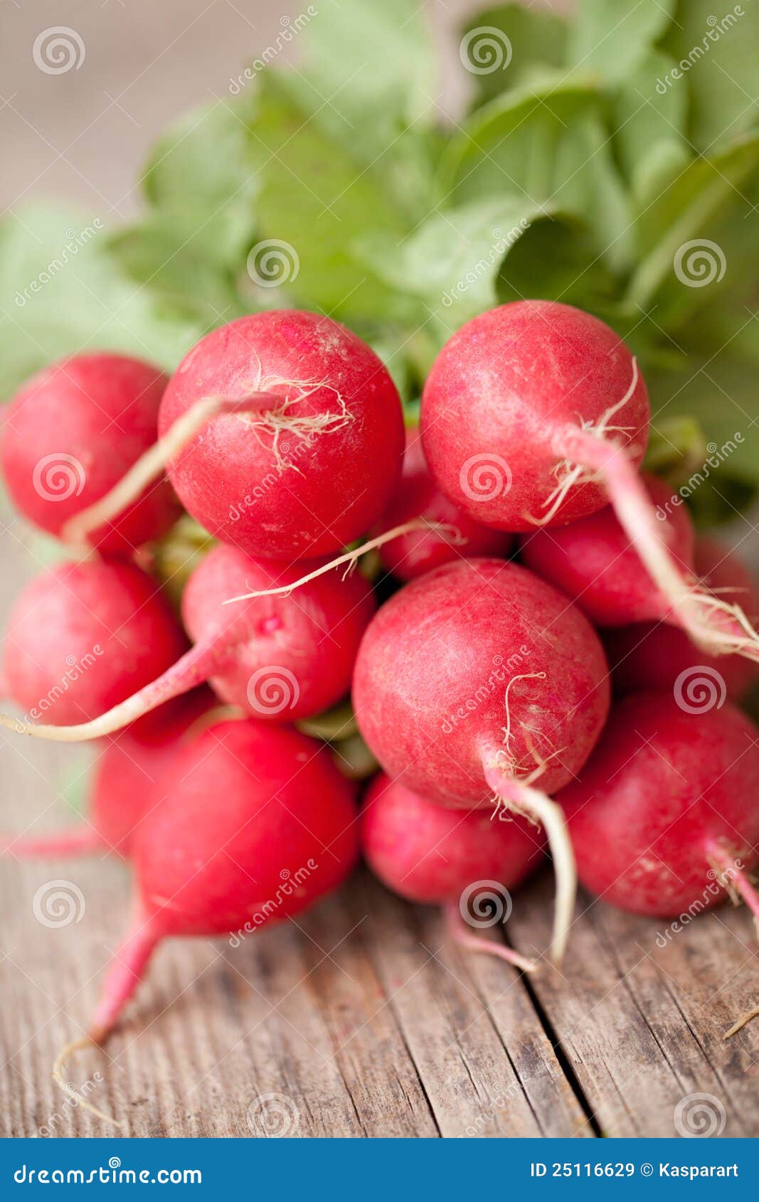 Small red radishes stock image. Image of harvest, vertical - 25116629