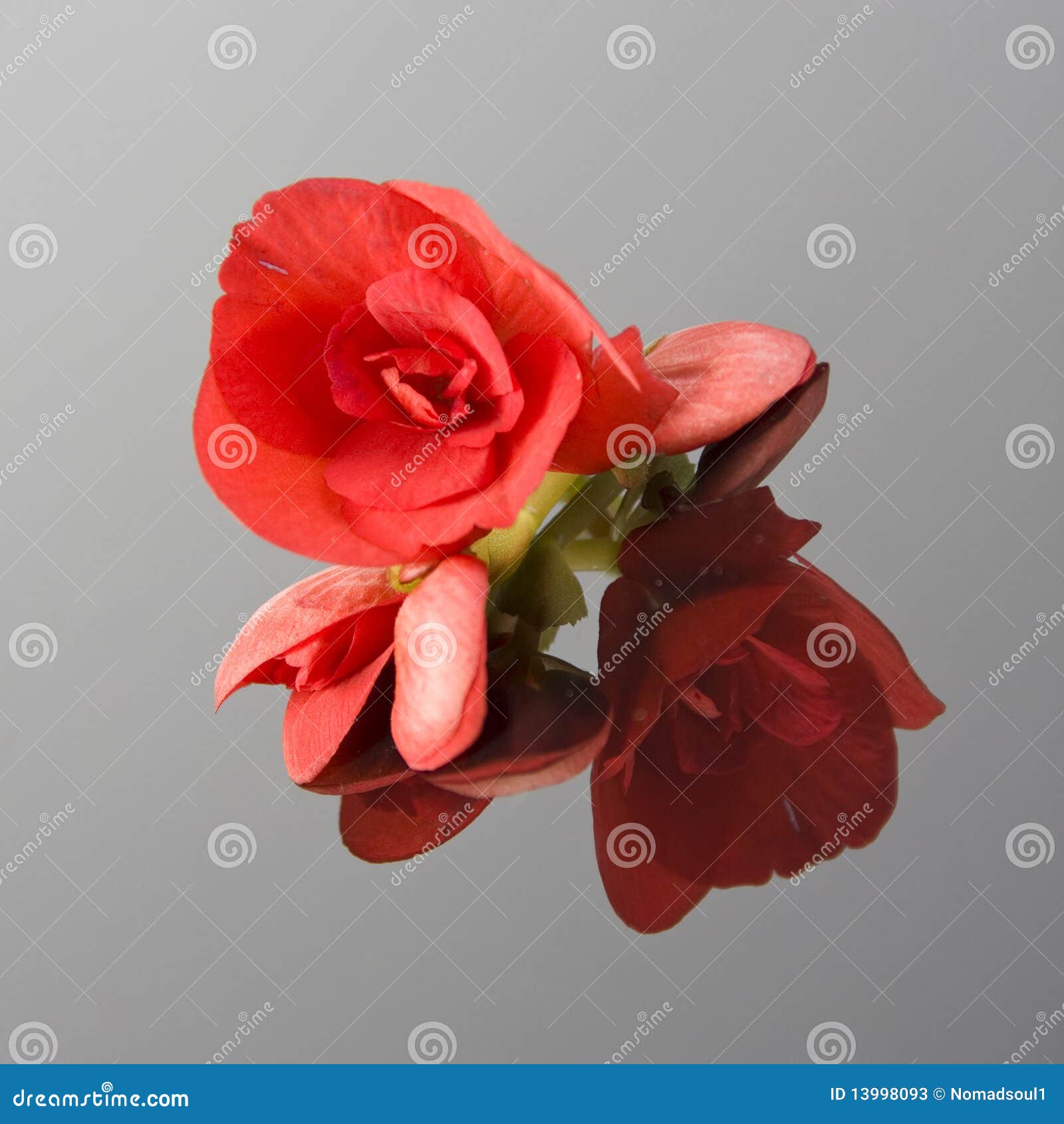 Small red rose stock image. Image of object, love, nature - 13998093