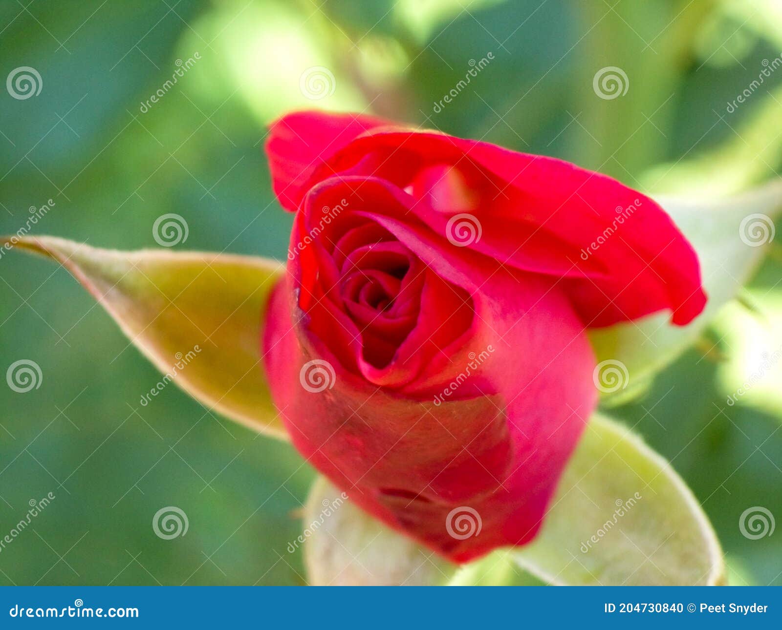 Small red rose blooming stock photo. Image of garden - 204730840