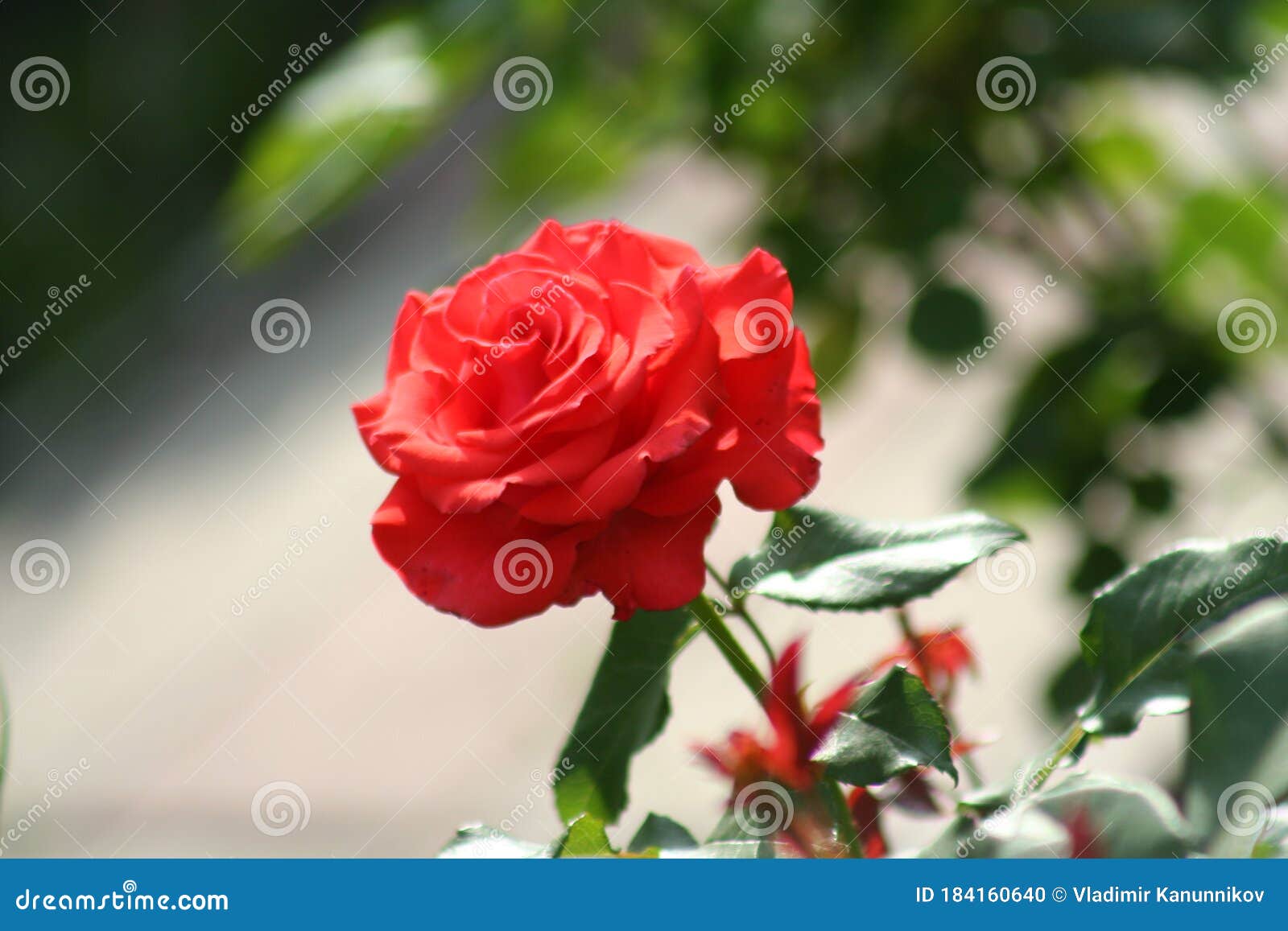 Small red rose stock photo. Image of rose, calm, shot - 184160640