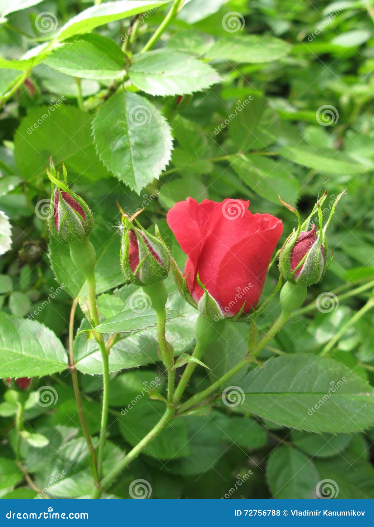 Small red rose stock photo. Image of decoration, green - 72756788