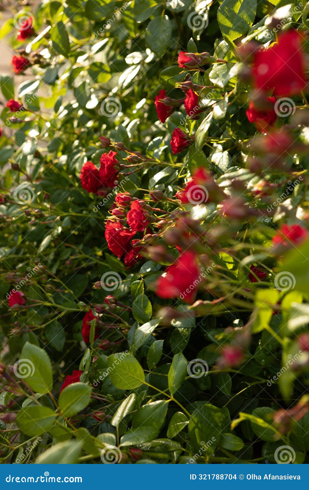 Small Red Rose Flowers Buds Natural Background Summer Stock Photo ...