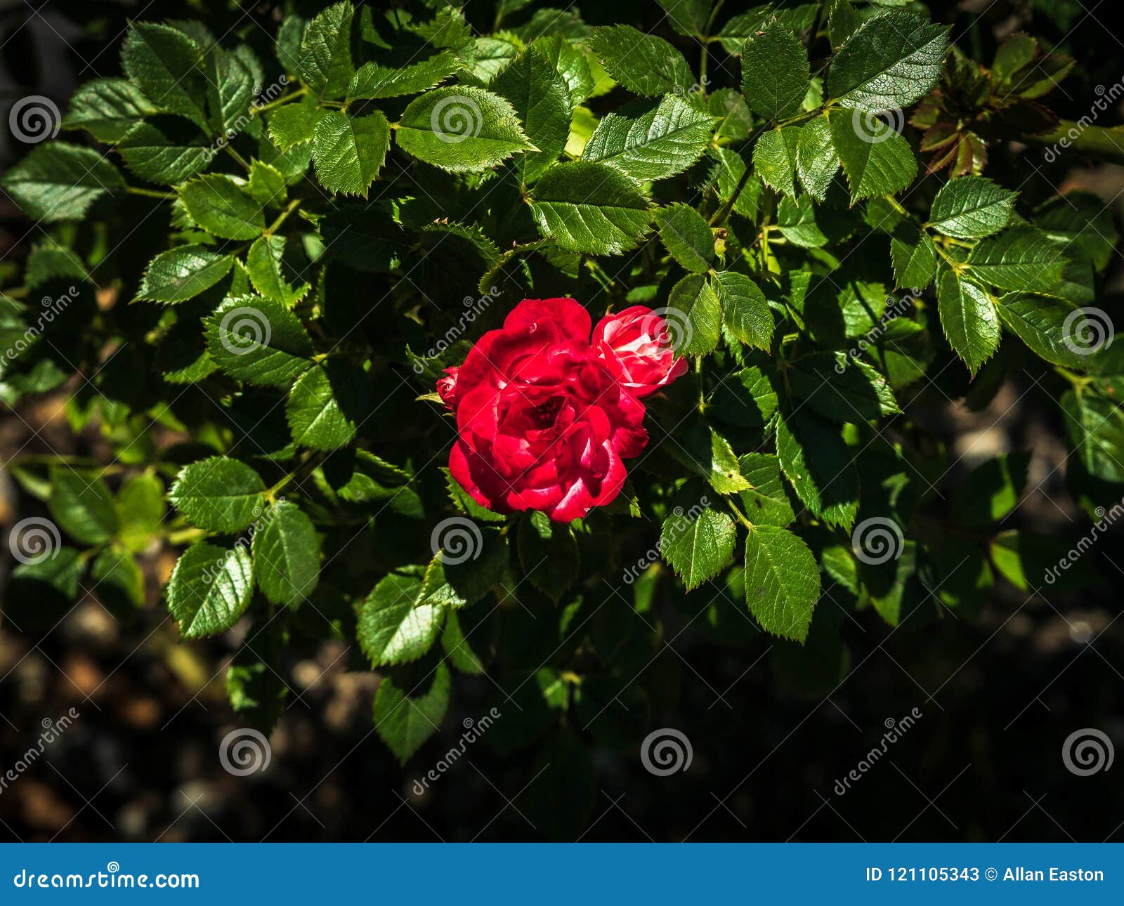 Small Red Rose Framed by Dark Green Leaves. Stock Image - Image of ...