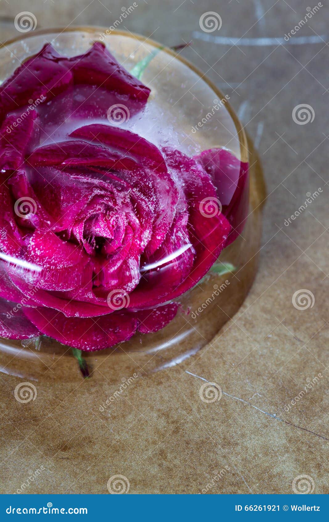 Small Red Rose Frozen in a Block of Ice Stock Image - Image of history ...