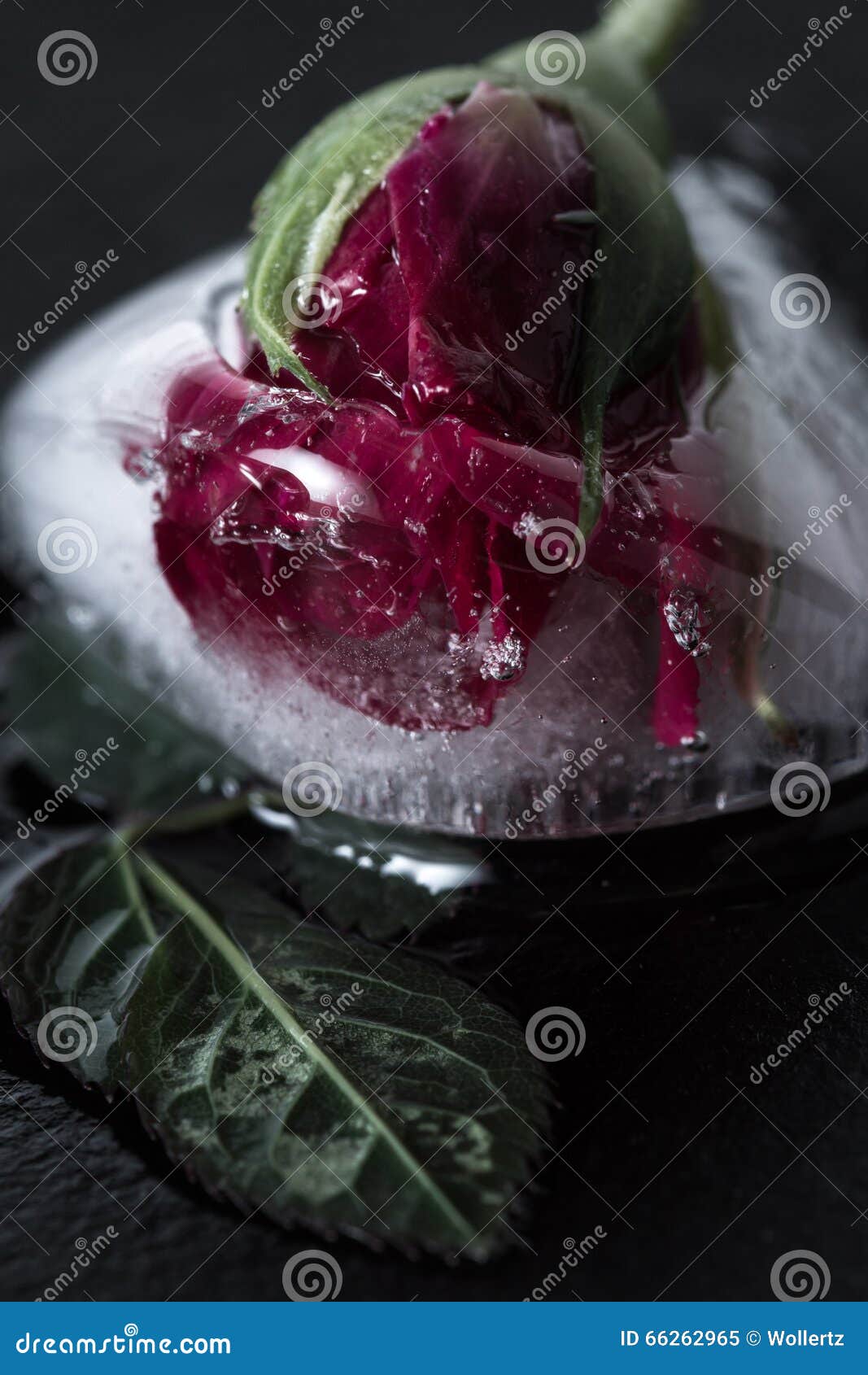 Small Red Rose Frozen in a Block of Ice Stock Image - Image of ...