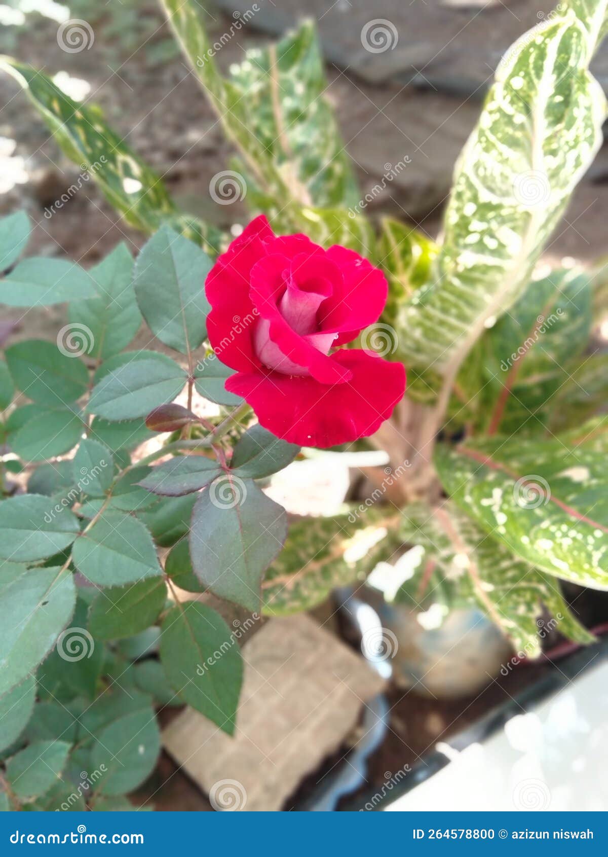 A Small Red Rose that is Growing and Blooming Stock Photo - Image of ...