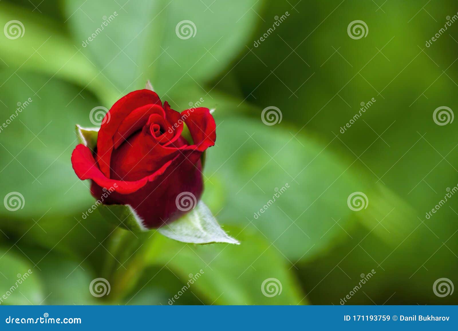 Small red rose stock image. Image of beauty, romance - 171193759