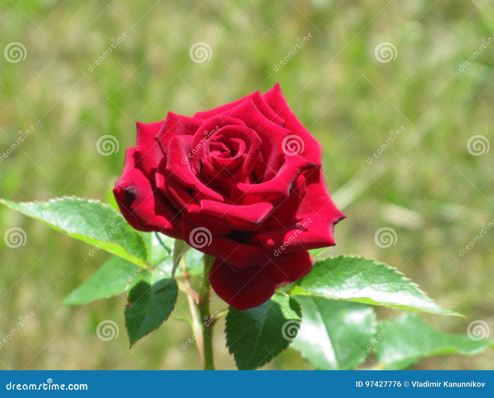 Small red rose stock photo. Image of small, decorative - 97427776