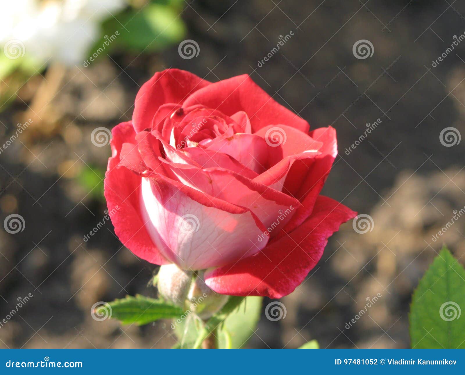 Small red rose stock photo. Image of decoration, bouquet - 97481052