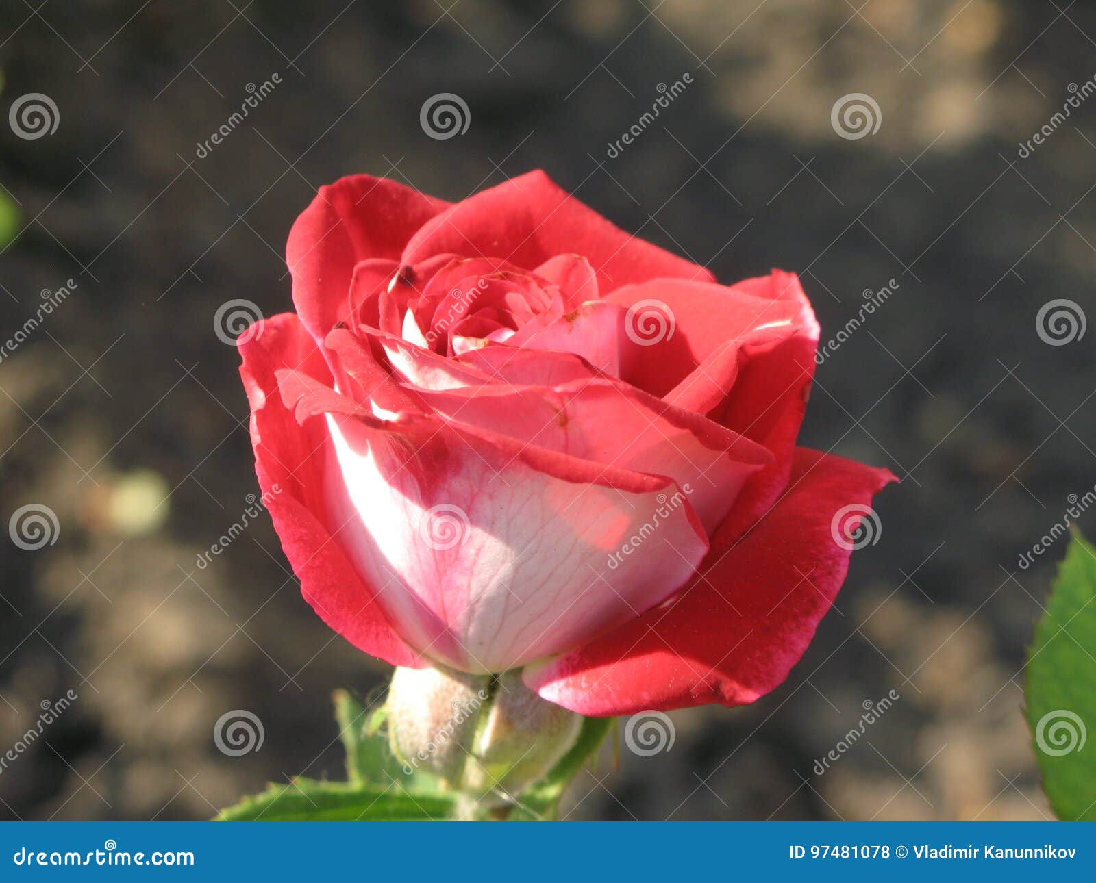 Small red rose stock photo. Image of beauty, flower, summer - 97481078