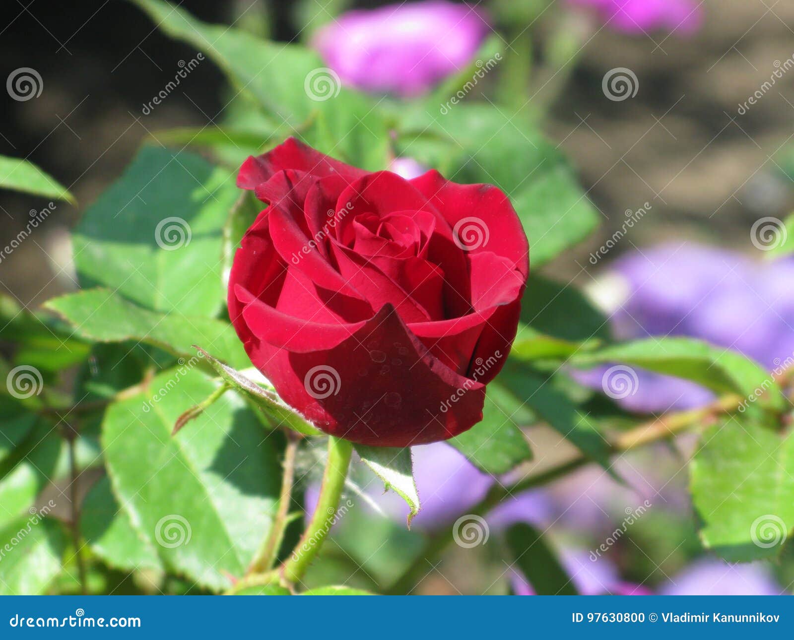 Small red rose stock photo. Image of bloom, blossoming - 97630800