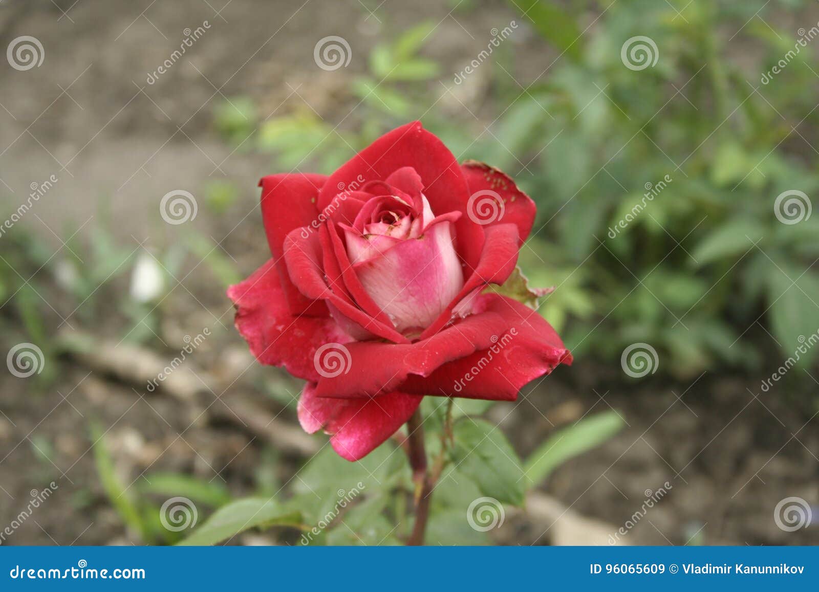 Small red rose stock image. Image of flowerbed, beauty - 96065609