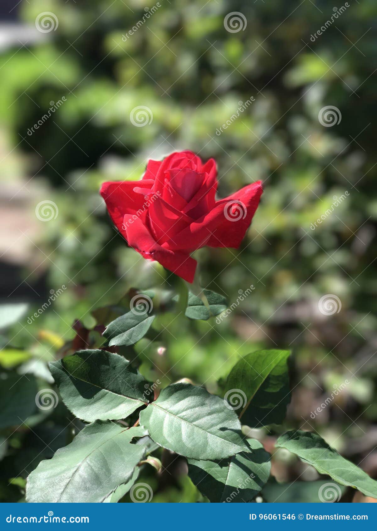 Small red rose stock photo. Image of small, little, tiny - 96061546