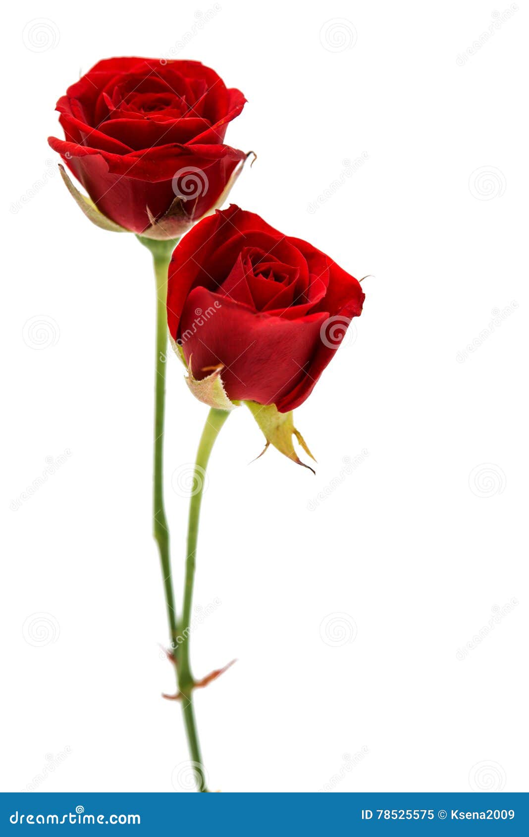 Small red rose stock image. Image of fresh, valentine - 78525575