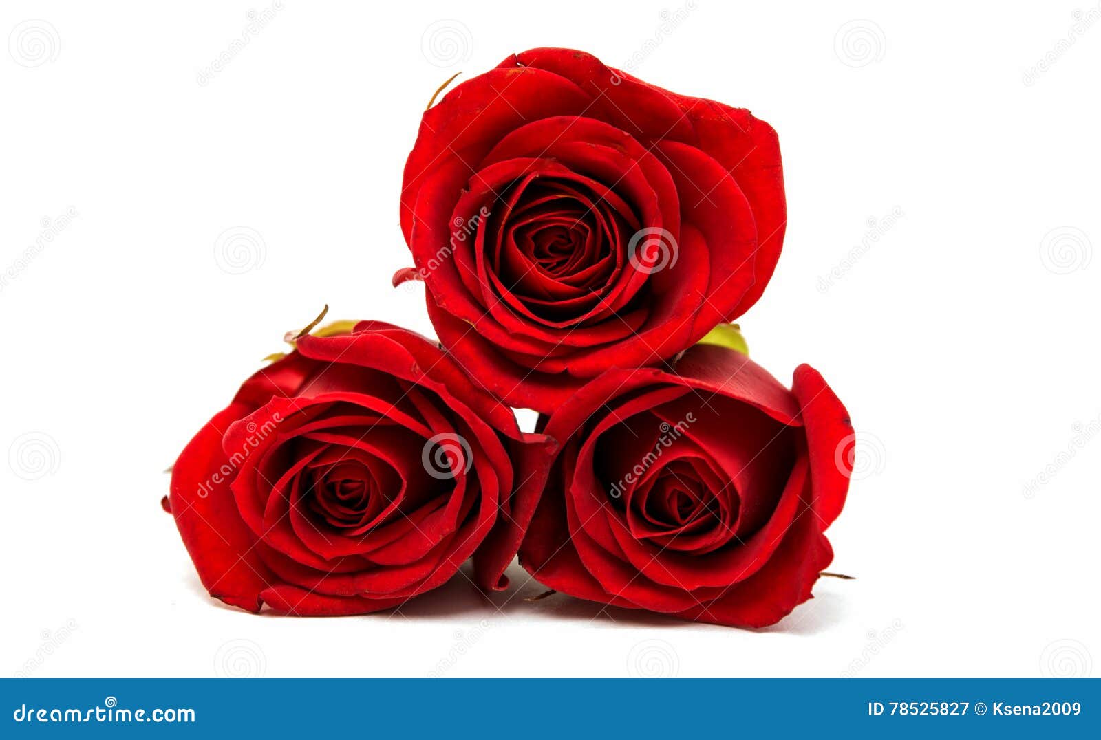 Small red rose stock image. Image of macro, background - 78525827