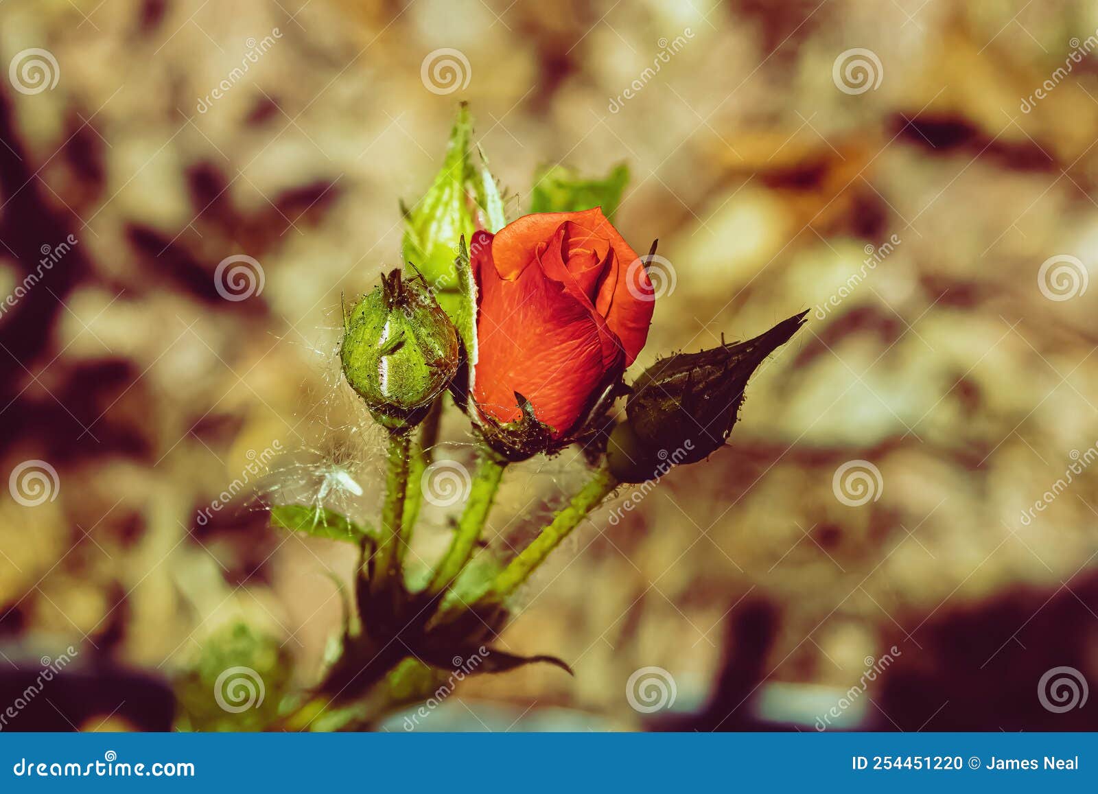 Small Red Rose in the Wild stock photo. Image of head - 254451220