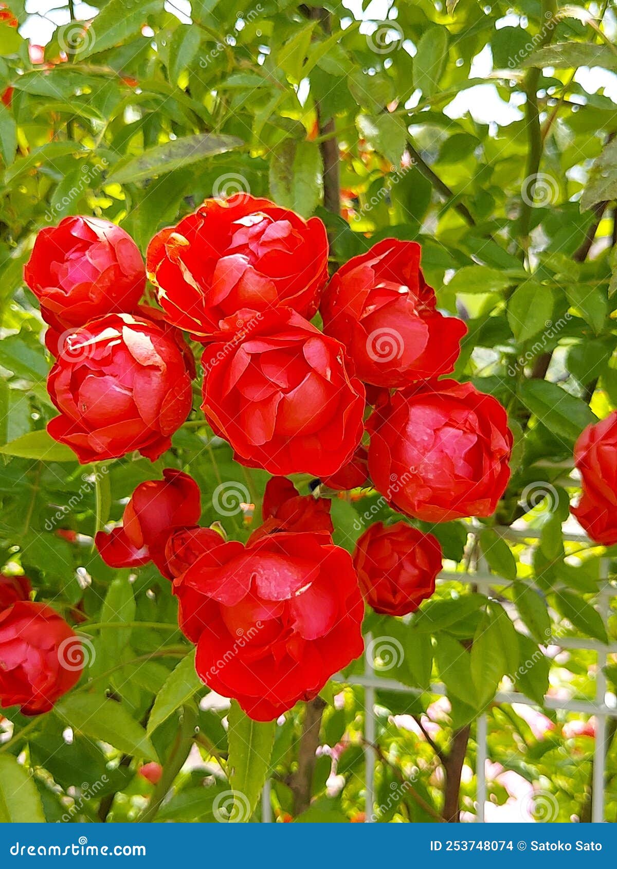 Small red roses stock photo. Image of pink, flower, leaf - 253748074