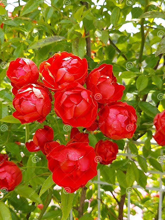 Small red roses stock photo. Image of pink, flower, leaf - 253748074