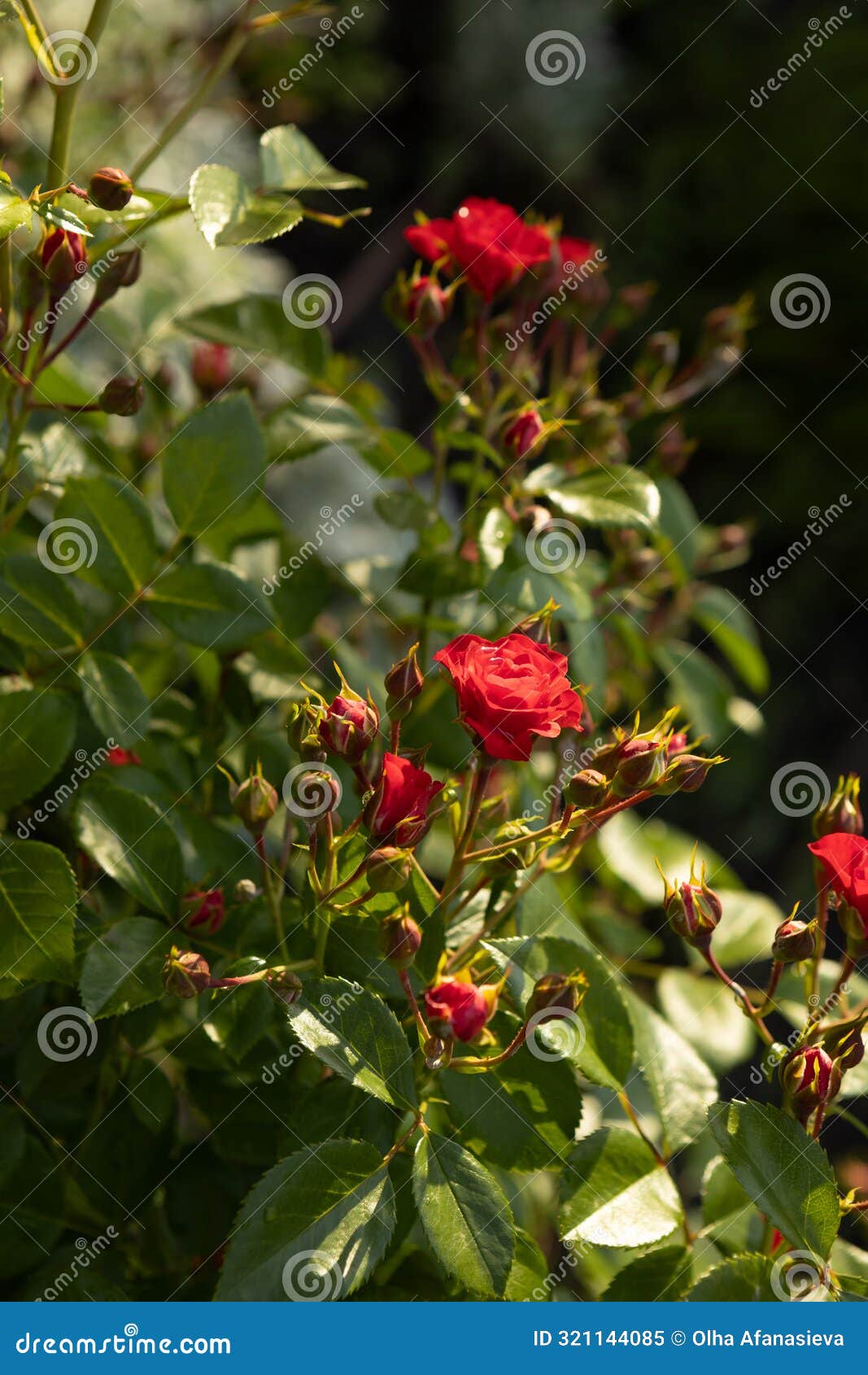 Small Red Small Roses on a Green Bush Stock Image - Image of floral ...