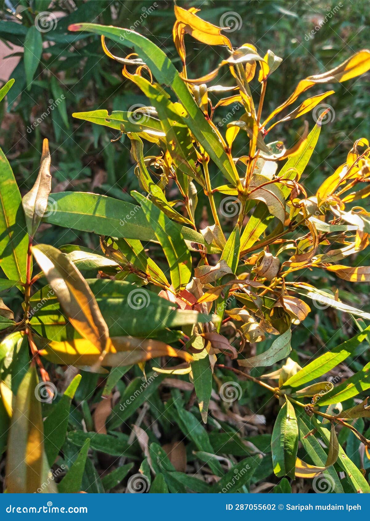 Small Red Shoots, Dry Leaves and Fresh Green Leaves Withered Leaves ...