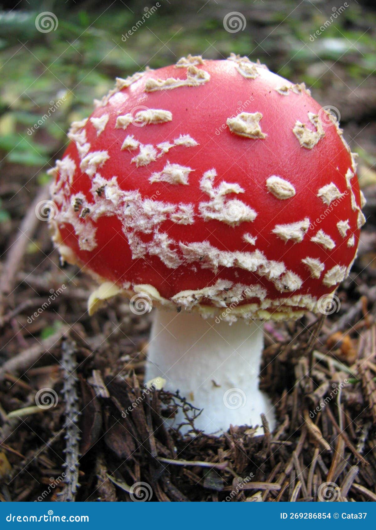 A snake s hat mushroom stock photo. Image of fungus - 269286854