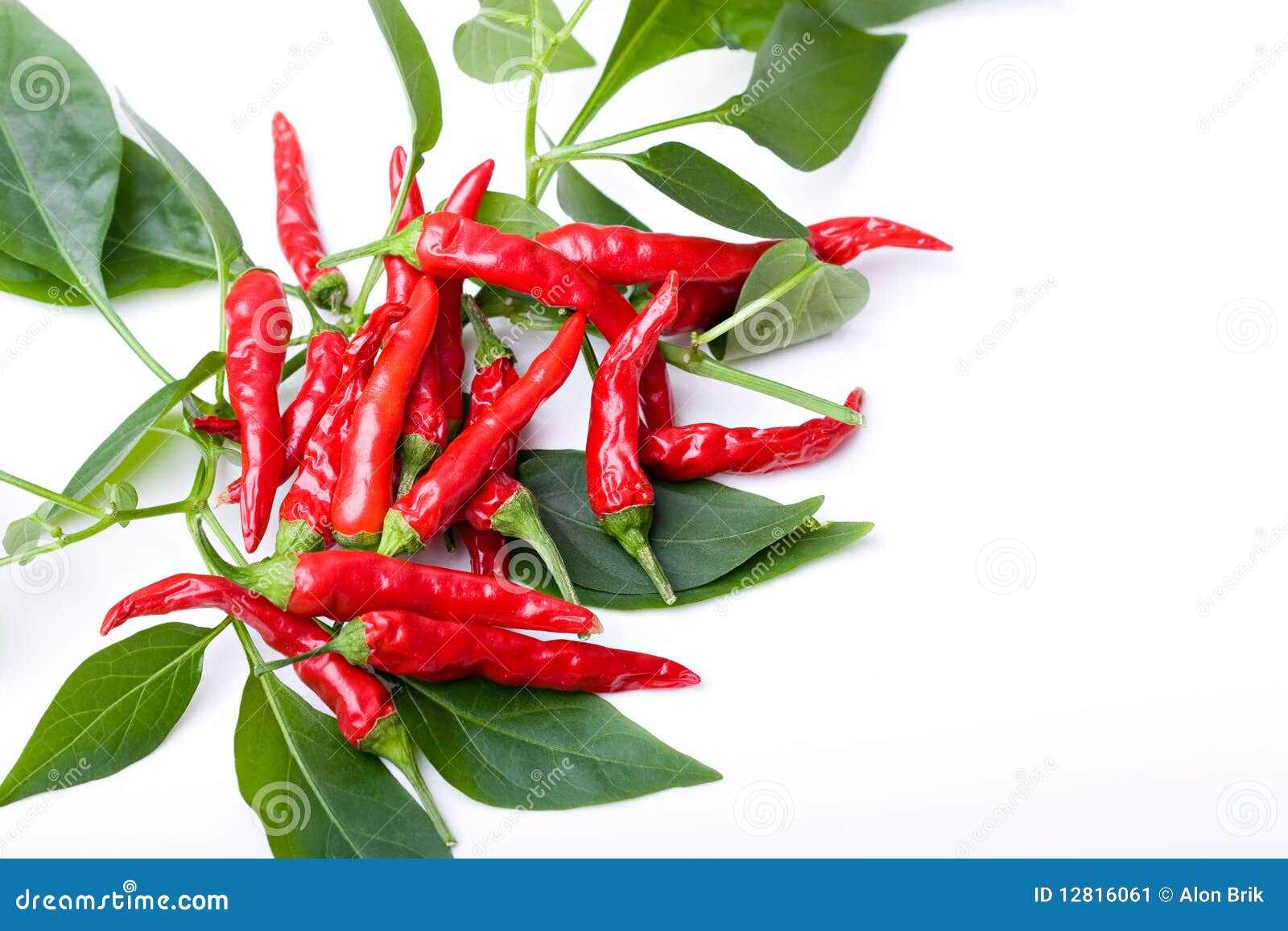 Small Red Spicy Hot Chili Peppers On Plant Leaves Stock Image Image 12816061