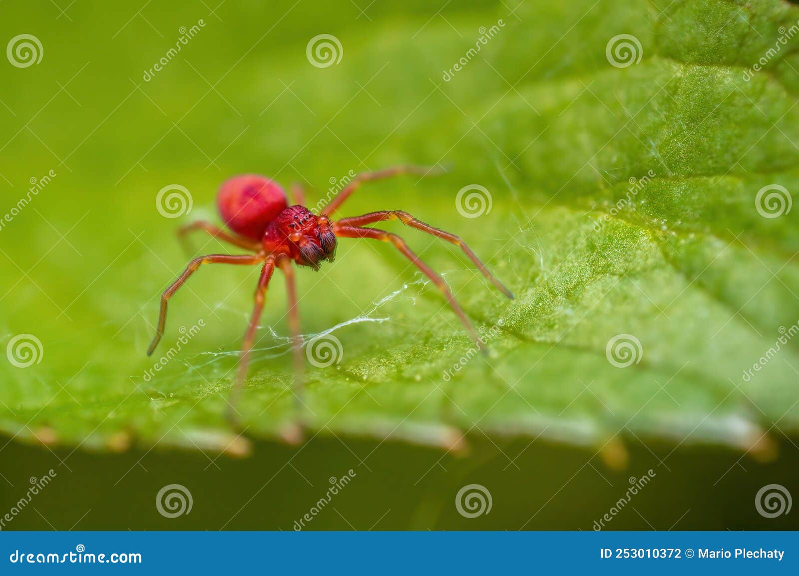 One Small Red Spider is Waiting for Its Prey on a Leaf Stock Photo ...