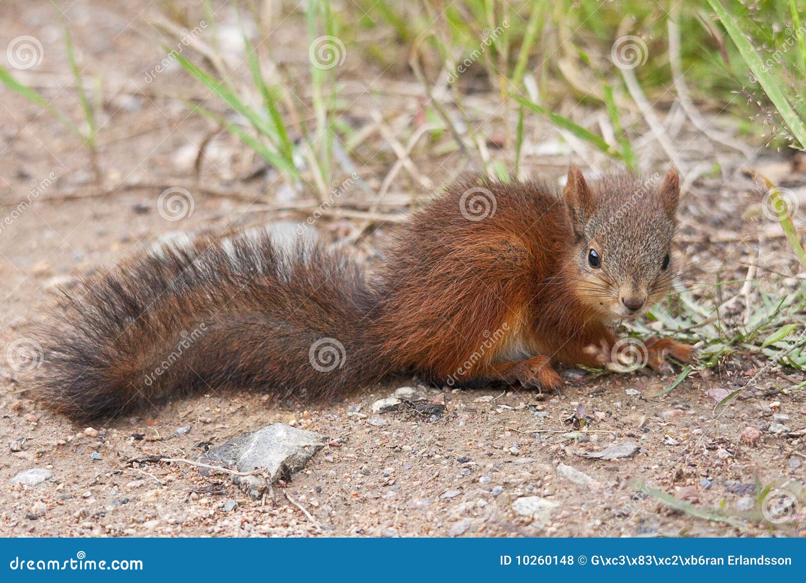 Small red squirrel stock photo. Image of european, nature - 10260148