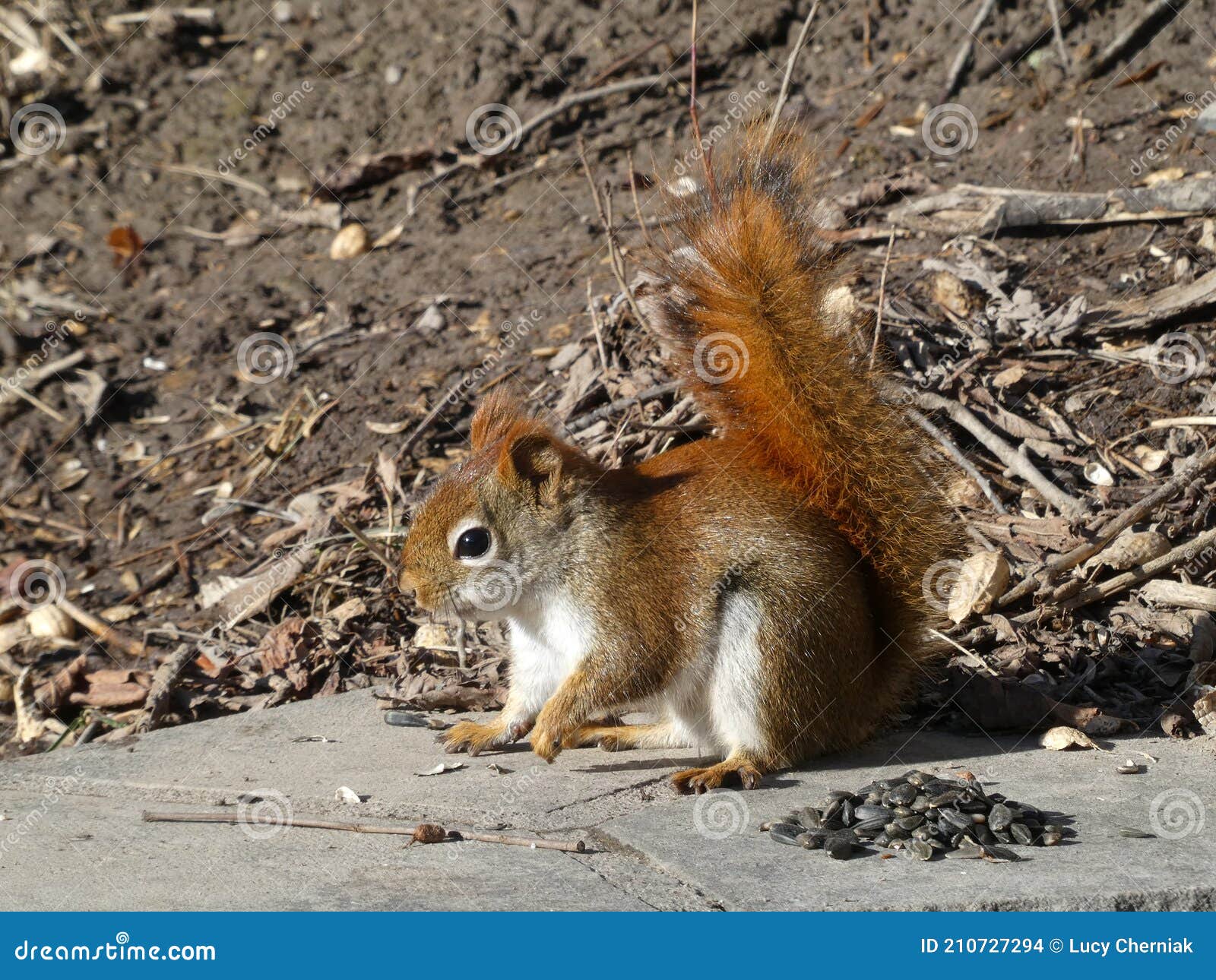 Small Red Squirrel stock photo. Image of mammal, color - 210727294