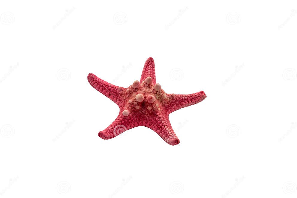 Small Red Starfish Isolated on a White Background for Cutting and ...