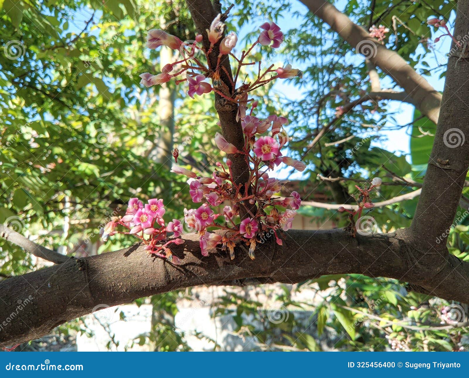 The Small Red Starfruit Tree Flowers Stick To the Branches Stock Photo ...