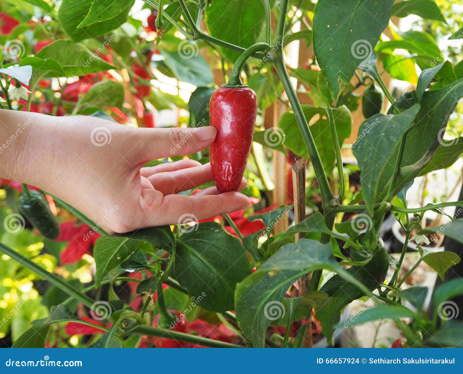Small Red Sweet Pepper on Hand Stock Photo - Image of field, fruit ...