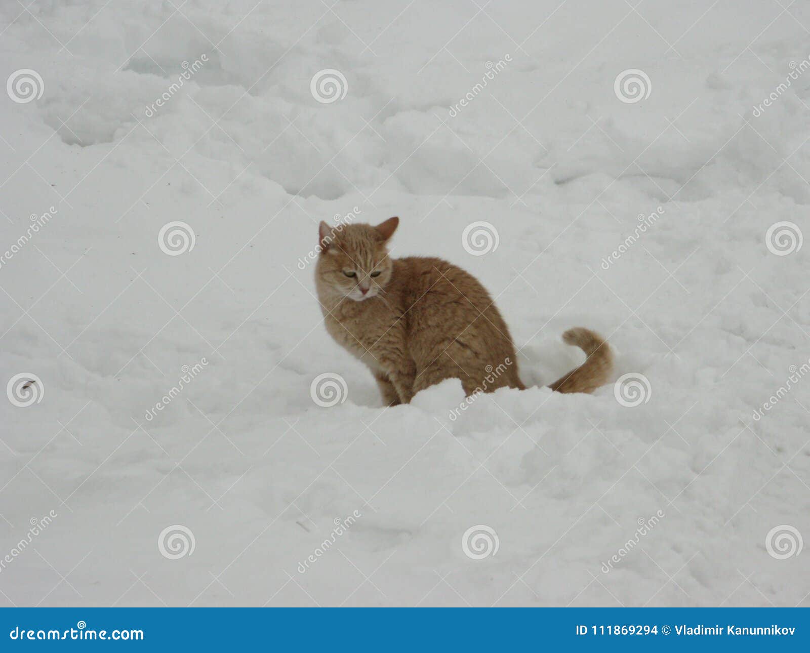 Cat in the snow stock photo. Image of winter, small - 111869294