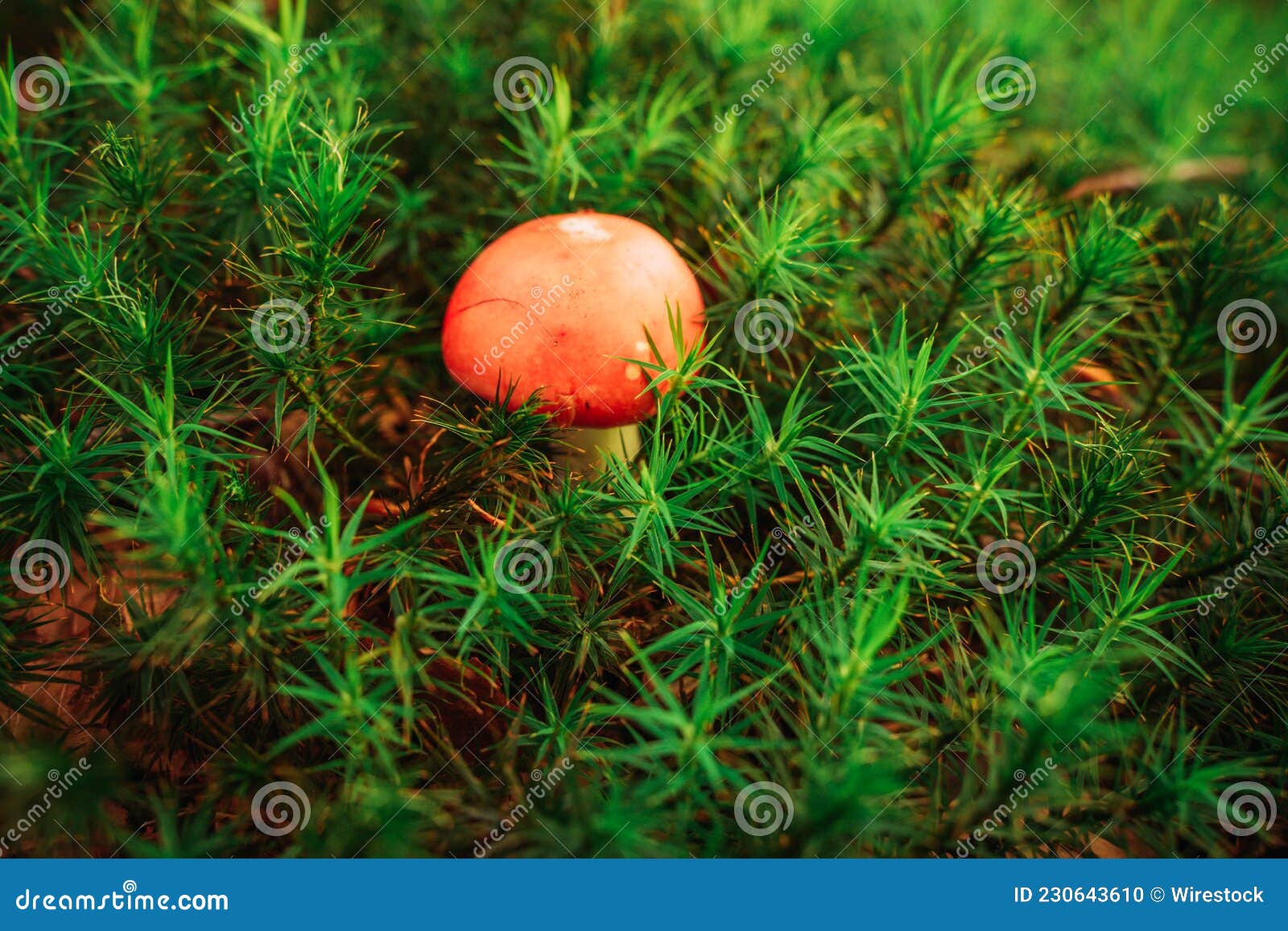A Small Red Toadstool among Green Moss. Stock Photo - Image of nature ...