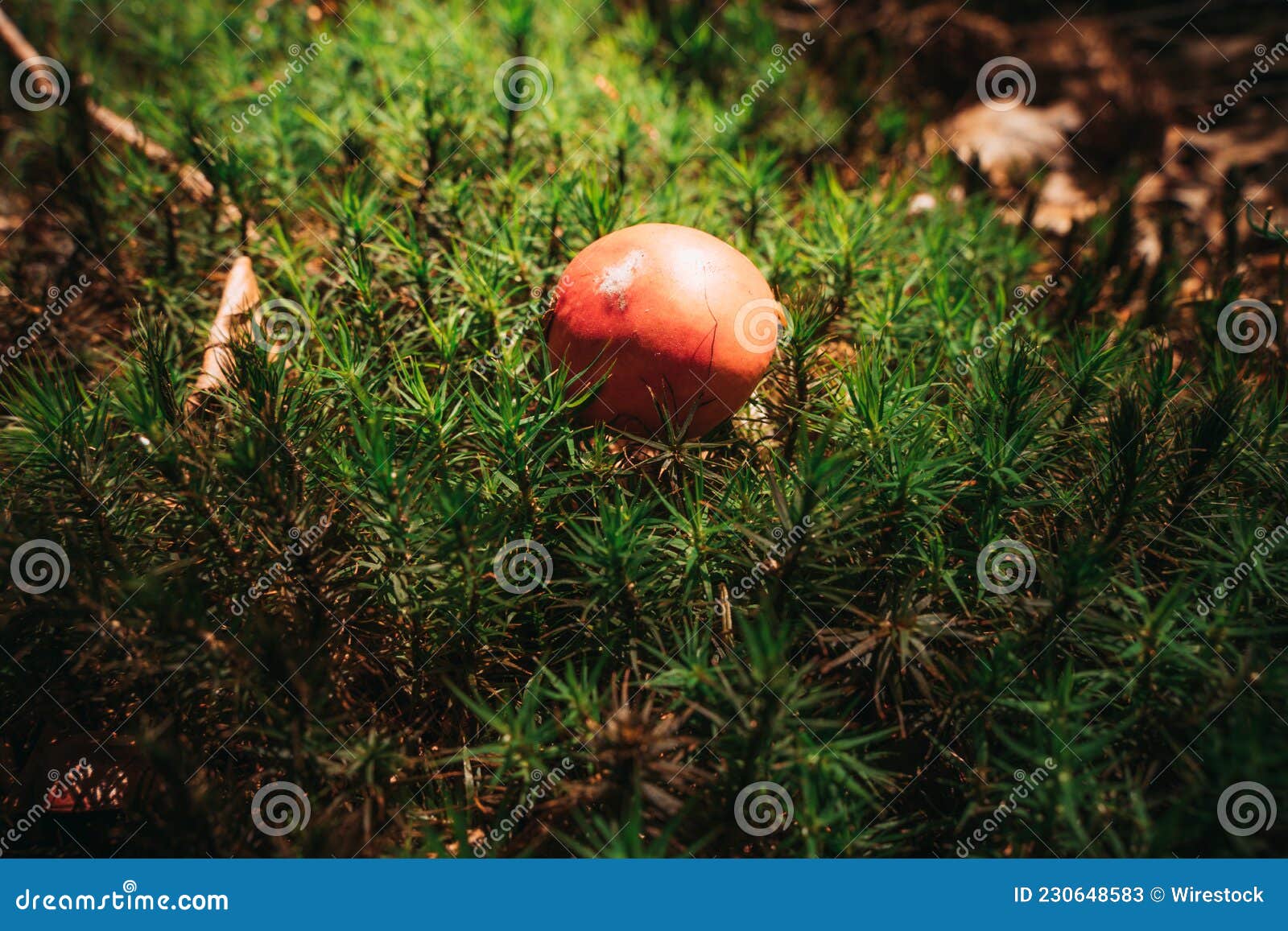 A Small Red Toadstool among Green Moss. Stock Image - Image of wild ...