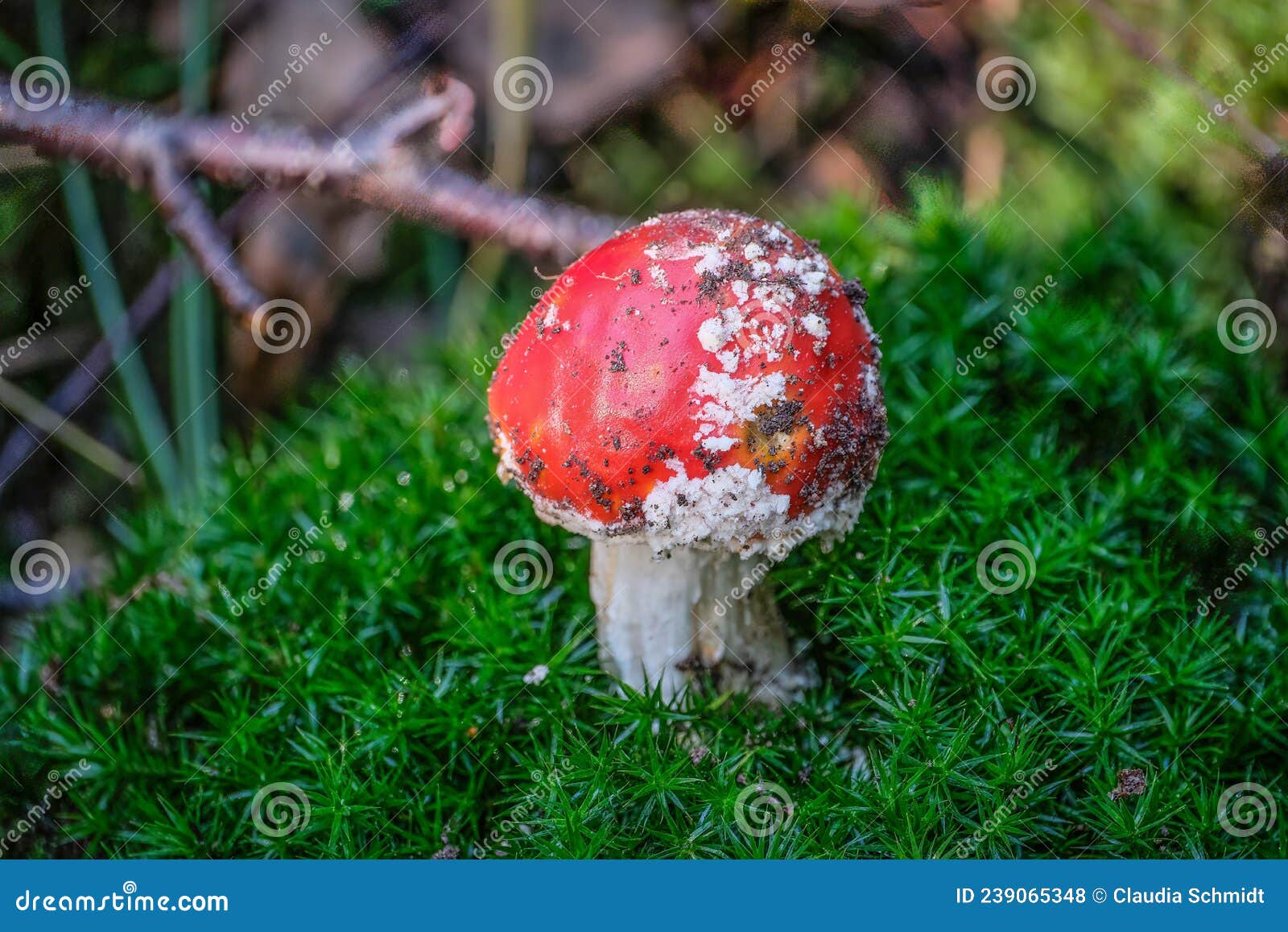 Small Red Toadstool on Mossy Forest Ground Stock Photo - Image of ...