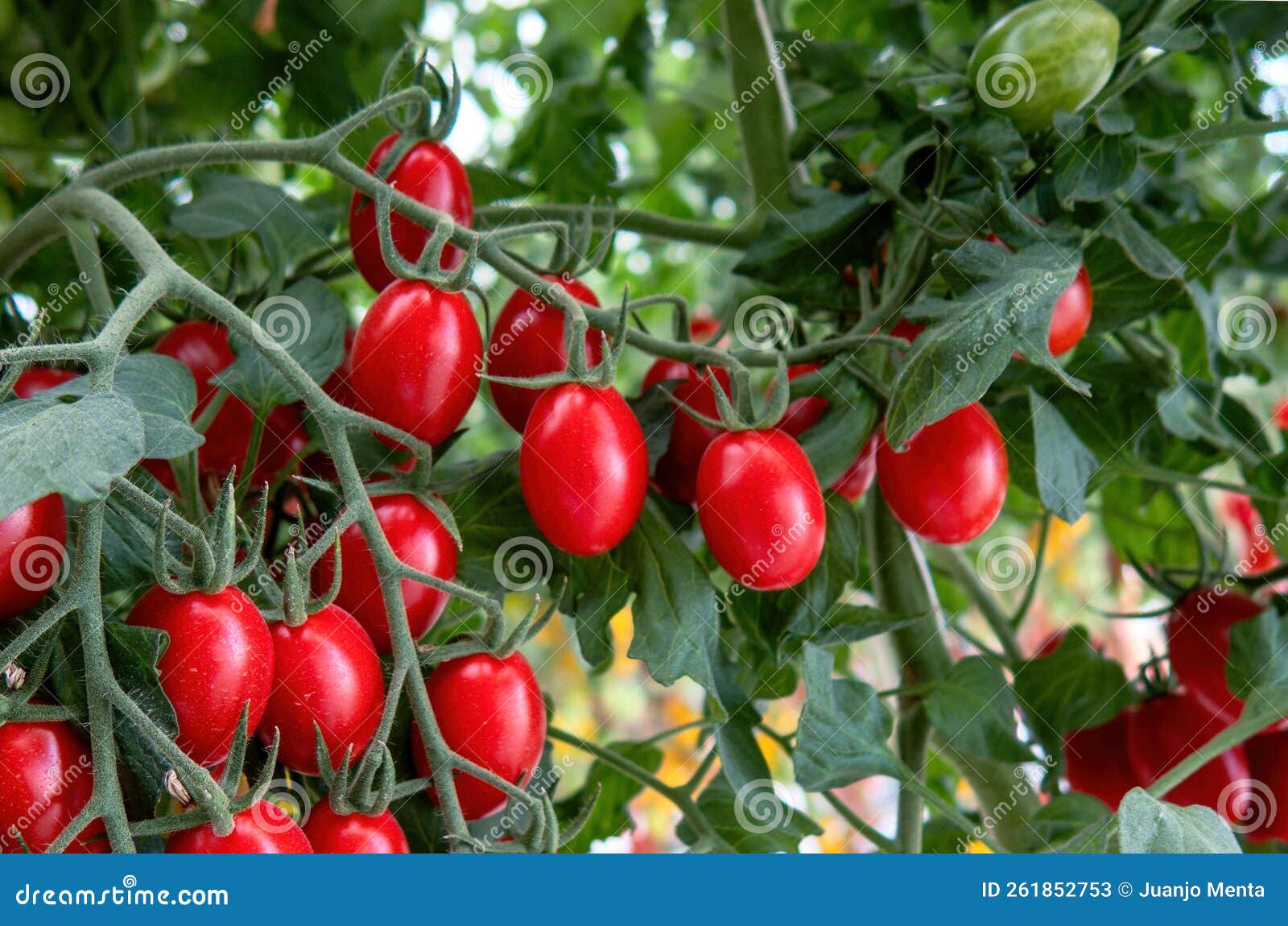 Small Red Tomatoes Cherry in Greenhouse Stock Image - Image of farm ...