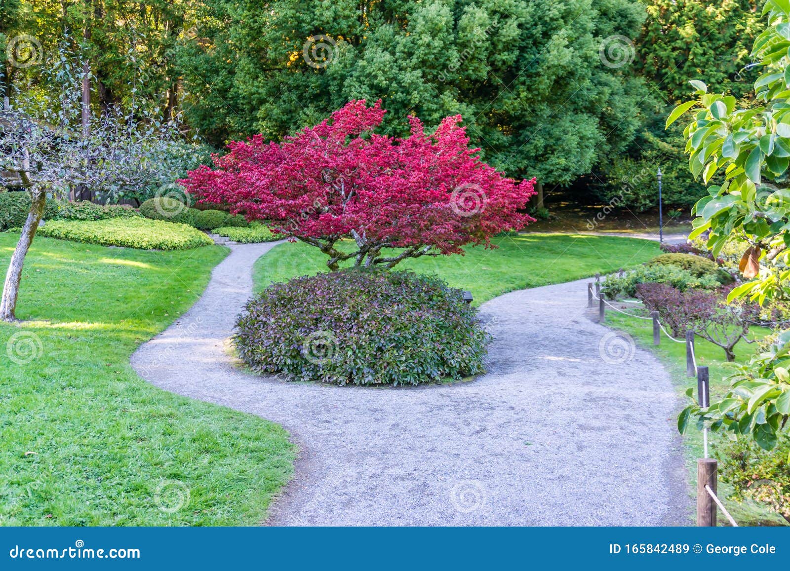 Red Tree and Path stock image. Image of leaves, outdoors - 165842489