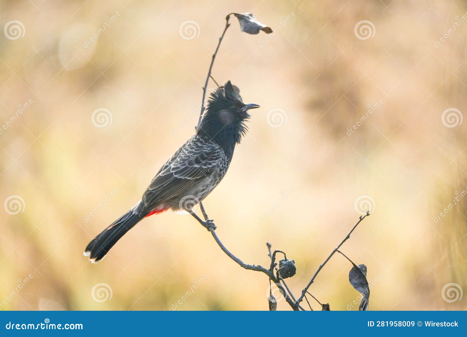 Small Red-vented Bulbul on a Tree Branch in a Natural Forest ...